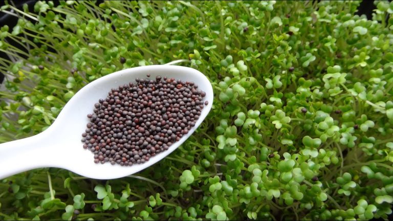 Best Seeds For Microgreens – The Ultimate Guide - Gardening Heavn