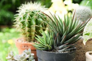 Succulent Sunburn – What Is It And How To prevent It - Gardening Heavn
