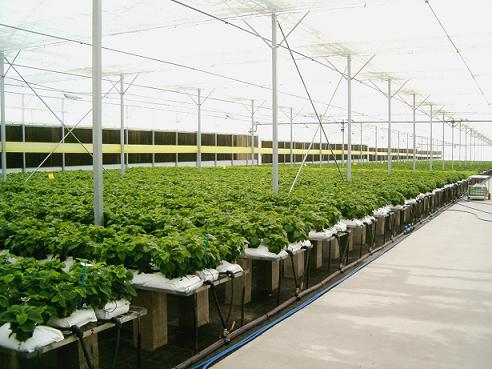 Hydroponic Wick System – The Ultimate Guide - Gardening Heavn