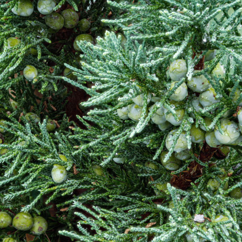 Shrouded in Shade: The Best Privacy Trees for Your Shady Yard ...